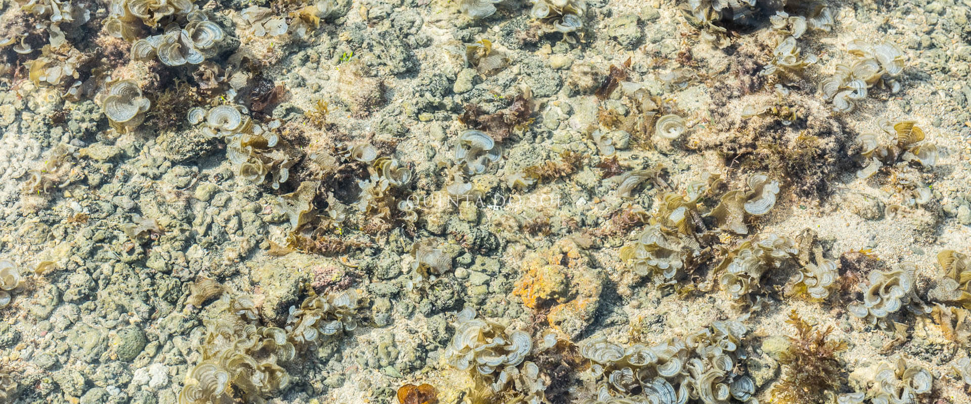 » A natureza exuberante de Recife de Fora: conheça as maravilhas deste ...